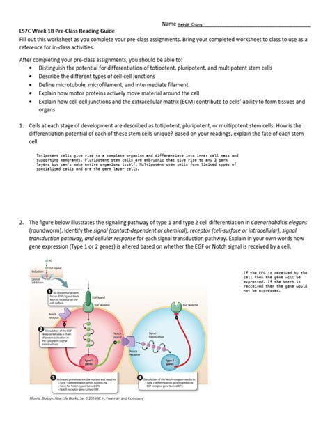 Ls7c Week 1b Pre Class Reading Guide Pdf Cytoskeleton Microtubule