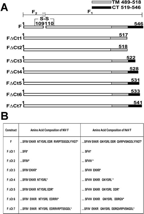 Schematic Diagram Of Truncation Mutants In The Fusion Glycoprotein A