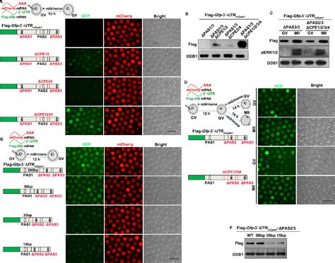 Figure 4 From A Combinatorial Code For Mrna 3′ Utr Mediated