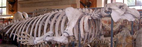 Extinct Stellers Sea Cow Bone Boone Trading Company
