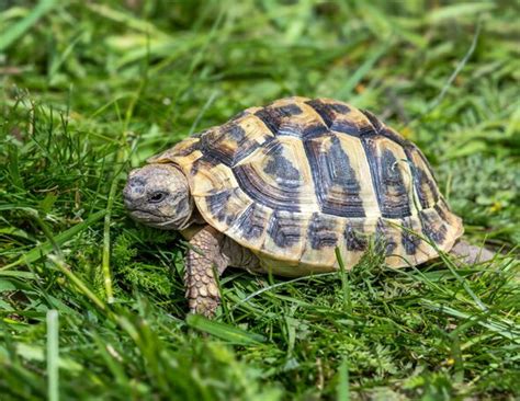 Anglesey Man Admits Having Extreme Pornography Involving Sex Acts With A Tortoise News Isc