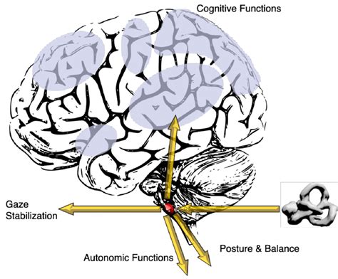 Vestibular Inputs Integrated Within The Vestibular Nuclei Red Dot And Download Scientific