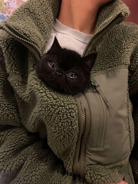 Cat Lovers Club Catloversclub On Threads