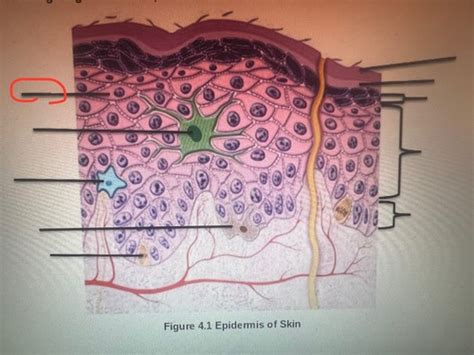 A P Integumentary System Labeling Flashcards Quizlet