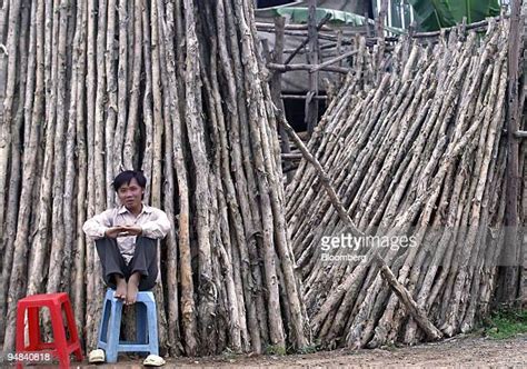 Smal Tree Photos And Premium High Res Pictures Getty Images