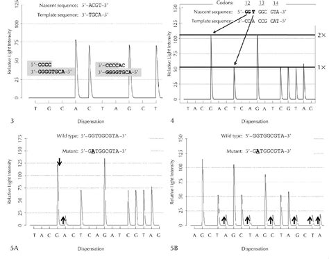Figure 1 From Fundamentals Of Pyrosequencing Semantic Scholar