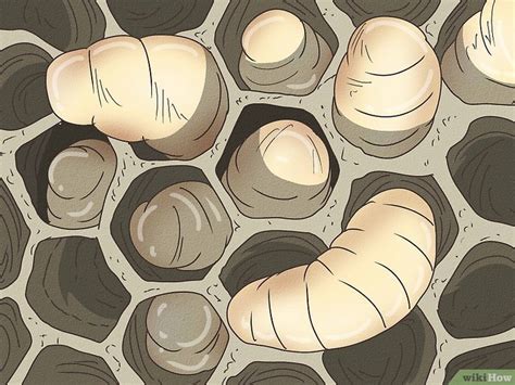 How Long Do Wasps Live Indoor Outdoor Lifespan