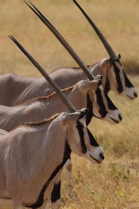 Samburu National Reserve