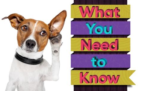 Compass Learning Compass Learning Learning Cute Animals