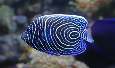 Emperor Angelfish Pomacanthus Imperator Ultimate Care Guide Fish