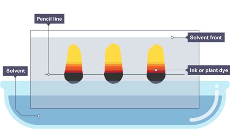 Paper Chromatography Diagram Types Of Chromatography Definition