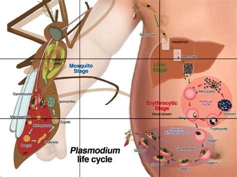 133 The Best Of Both Worlds Gcse Grade 1 9 Biology Pros And Cons Of