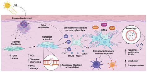 Fibroblast Transformation To Cancer Associated Fibroblasts Cafs And Download Scientific