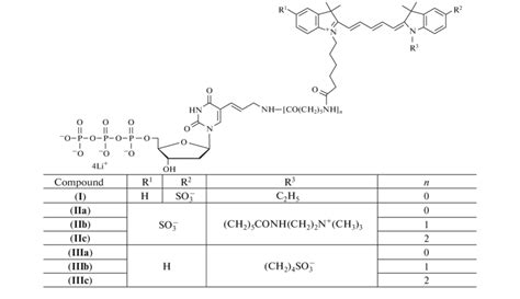 Structure Of Fluorescently Labeled Deoxynucleoside Triphosphates Download Scientific Diagram