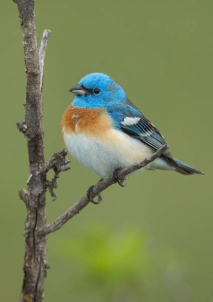 Lazuli Bunting Bird Beautiful Bluebird