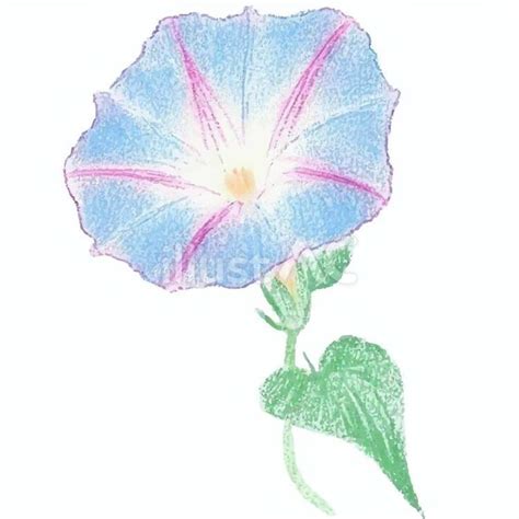 免費矢量 自由剪圖素材 手寫牽牛花