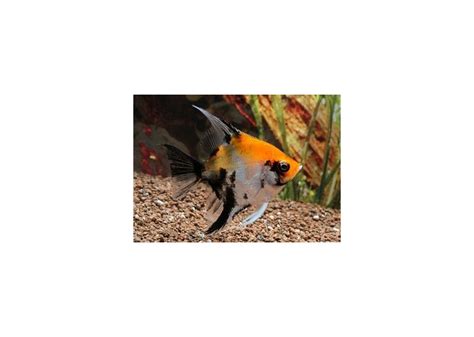 Scalaire Koi Comptoir Du Poisson Exotique