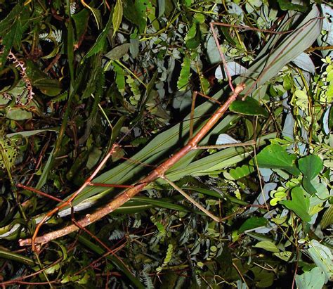 Giant Stick Insects From Vietnam WIRED