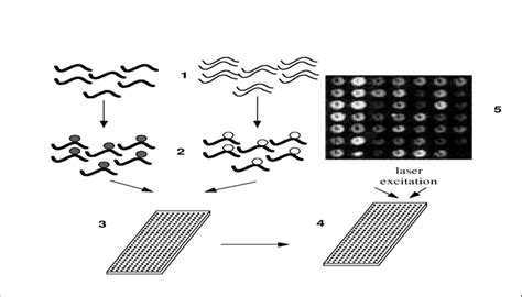 Gene Expression Analysis Using A Dna Microarray See Text For Download Scientific Diagram