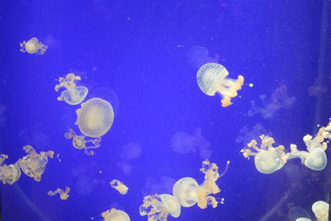 Tiny Jellyfish Free Stock Photo Public Domain Pictures