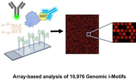 Decoding Complexity In Biomolecular Recognition Of Dna I Motifs With Microarrays Sri Seshadri
