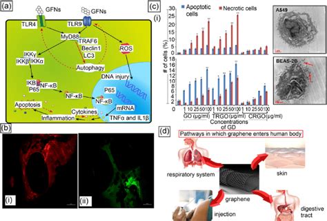 Toxicity Of Graphene And Its Derivatives A A Schematic Diagram
