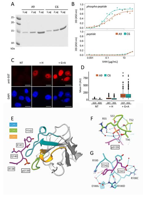 Biochemical And Structural Analysis Of The Selected Nanobodies A Download Scientific Diagram