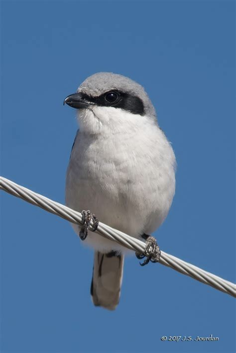 Loggerhead Shrike 13 Apr 2017