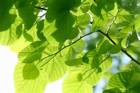 Tree Fertilization The Greater Los Angeles Top Notch Tree Care