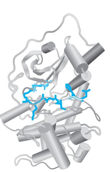 Hemoglobin Structure Types Functions Diseases Notes Bioteck Ink