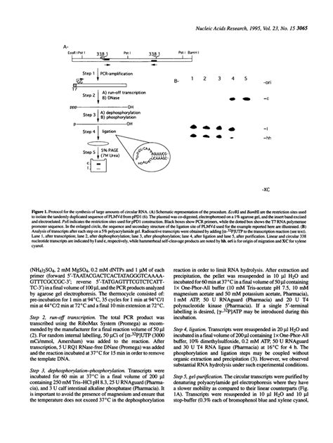 An Efficient Strategy For The Synthesis Of Circular Rna Molecules Pmc