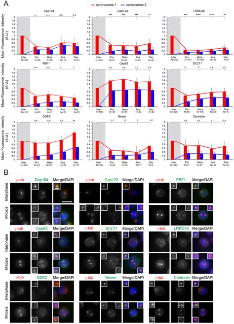 Cell Cycle Behavior Of Appendage Proteins In Primary Hspcs Is Download Scientific Diagram