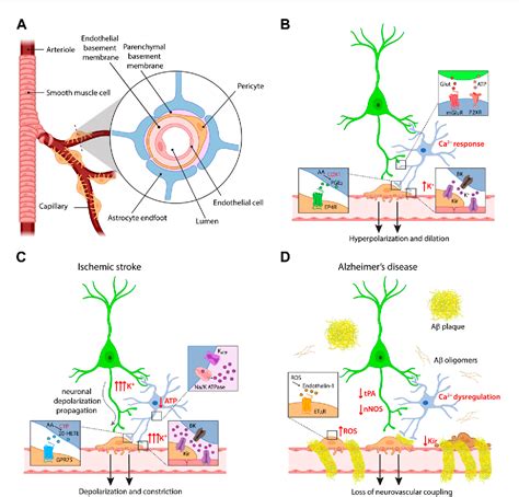 Figure 1 From Two Decades Of Astrocytes In Neurovascular Coupling