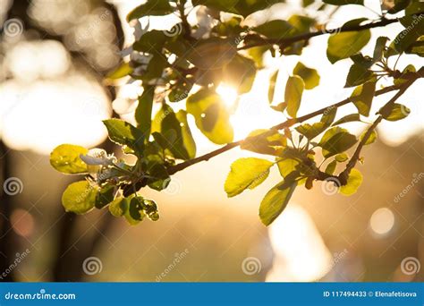 Tree Branch With Green Leaves At Sunset Through The Sun In Summer Stock Image Image Of Beauty