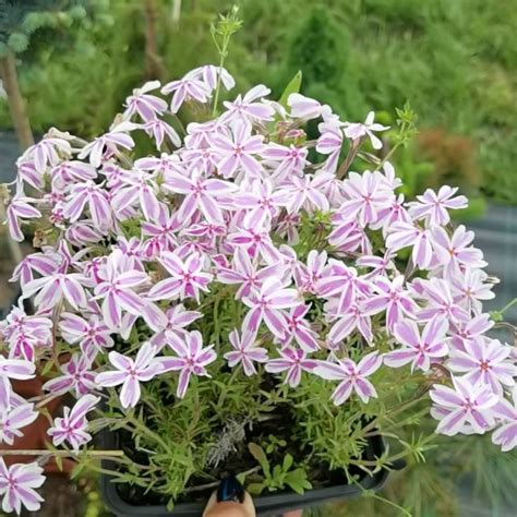 🌸Шиловидный флокс «Кимоно» - одно из лучших почвопокровных и ...