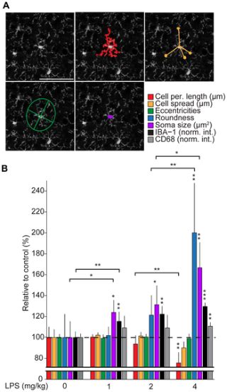 An Automated Method To Quantify Microglia Morphology And Application To Monitor Activation State