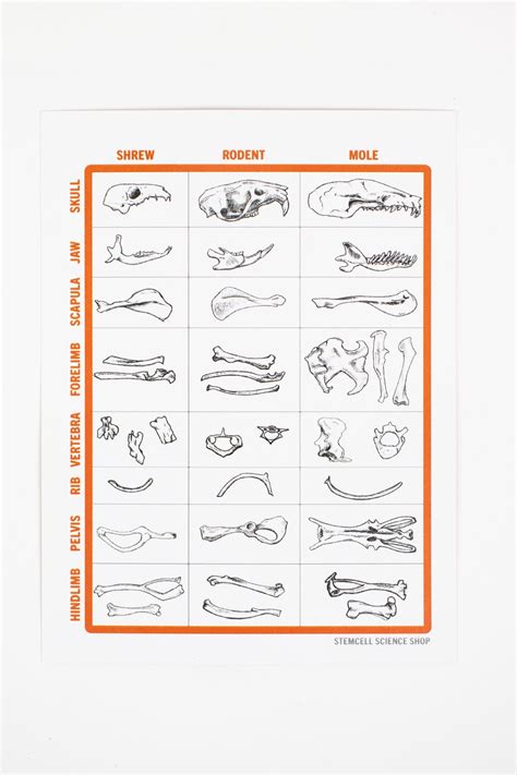 Owl Pellets Dissection Worksheets
