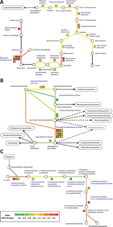 Metabolic Pathway Maps For Carotenoid And Aba Biosynthesis Pathway A Download Scientific