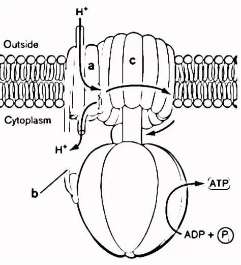 Atp Synthase