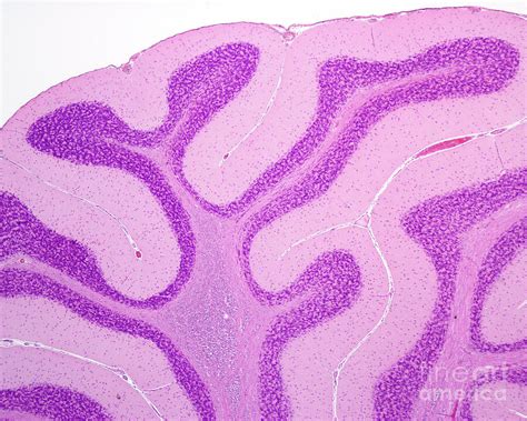 Cerebellar Cortex 8 Photograph By Jose Calvo Science Photo Library Pixels Merch