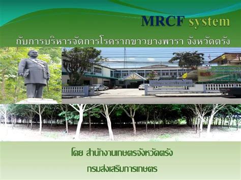 Ppt Mrcf System กับการบริหารจัดการโรครากขาวยางพารา จังหวัดตรัง