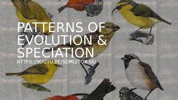 Lecture Patterns Of Evolution And Speciation PPT By Quick Science Stuff
