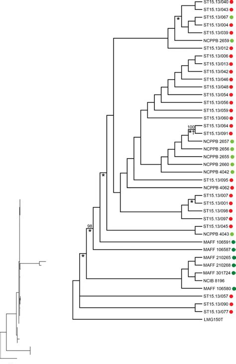 ml consensus tree based on concatenated sequences of two download