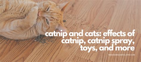 Catnip And Cats Effects Of Catnip Catnip Spray Toys And More Whiskers And Claws