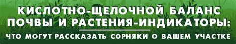 Кислотно щелочной баланс почвы и растения индикаторы ГРЯДКА МАРКЕТ Дзен