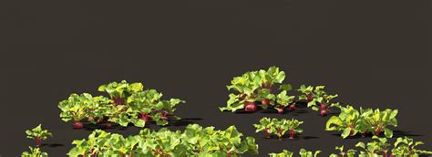 Beets Beta Vulgaris Flippednormals