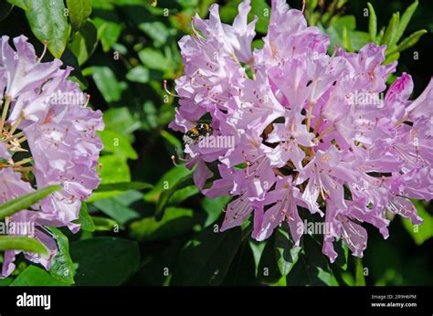 Flowers Of Pacific Rhododendron Close Up Image Rhododendron