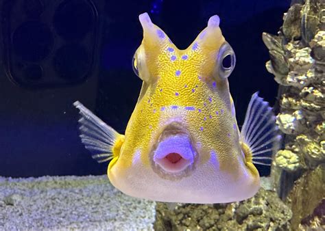 Cow Fish