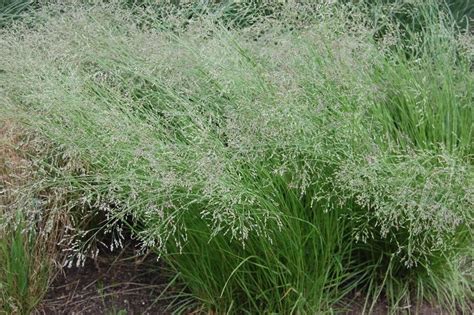 Panicum Coloratum Alchetron The Free Social Encyclopedia