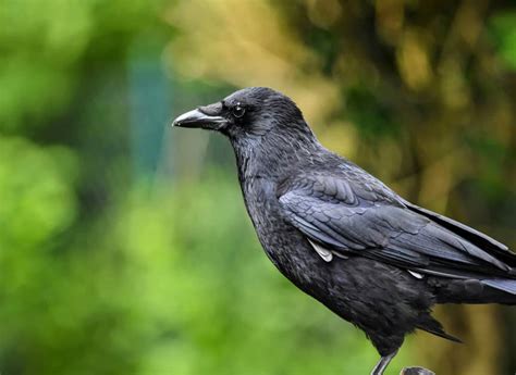 Crow Noises May Be Answer To Tokyos Crow Problem Engoo Daily News